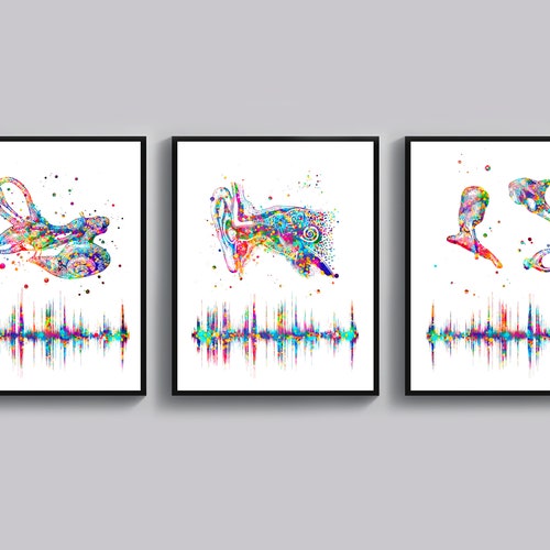 Human Ear Anatomy Art Medical Artwork Audiology Poster - Etsy
