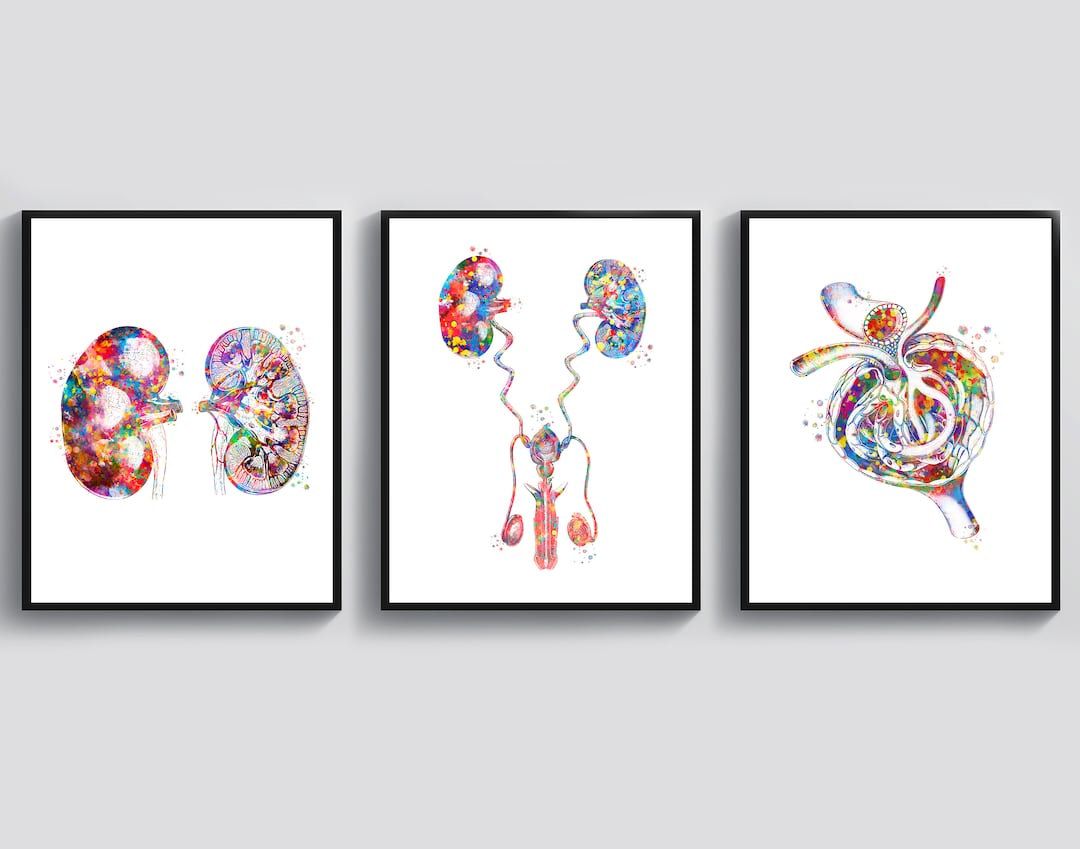 Kidney Function Anatomy Art Medical Art Anatomical Kidneys Poster Male ...