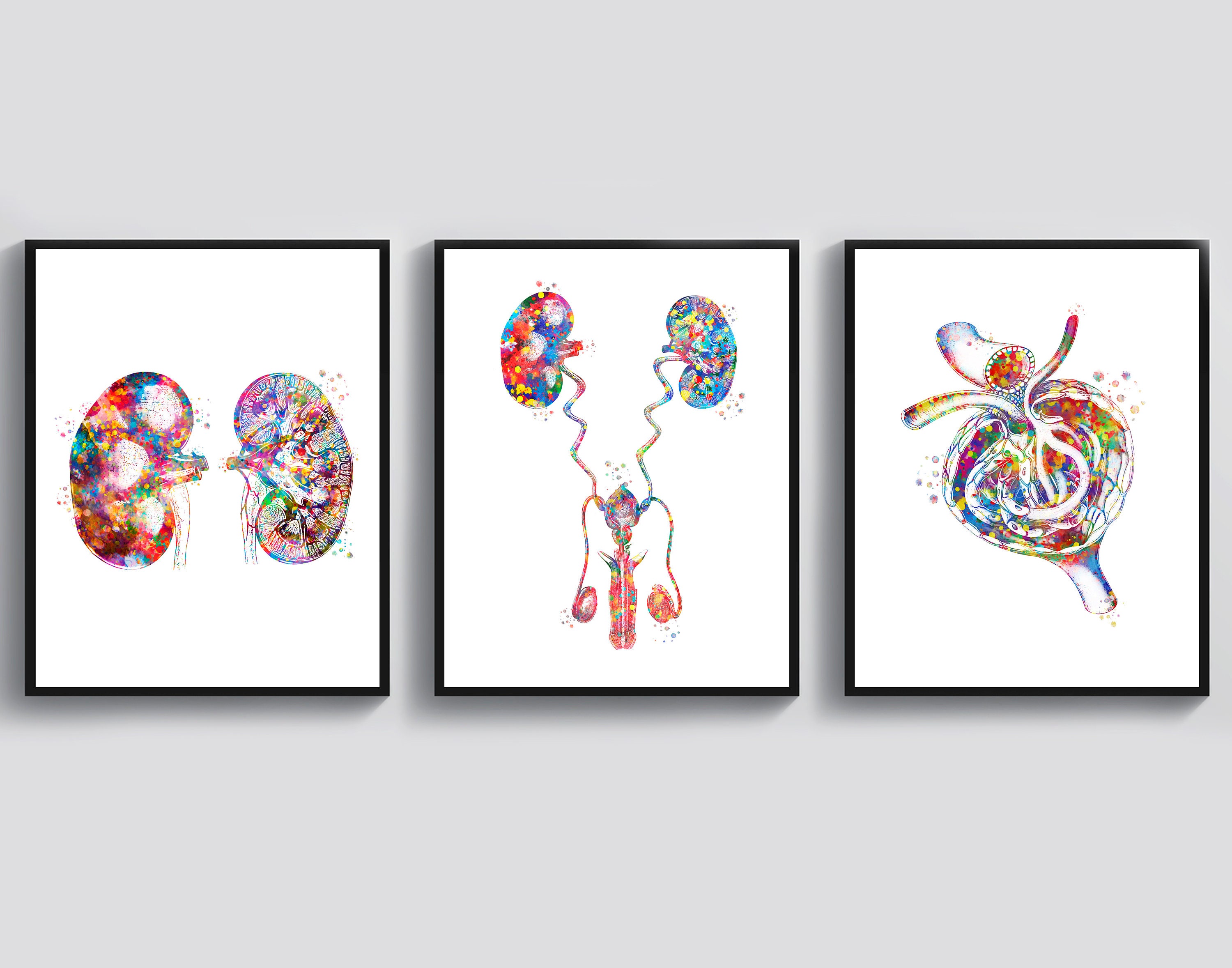 Arte anatómico de la función renal Arte médico Póster anatómico de los ...