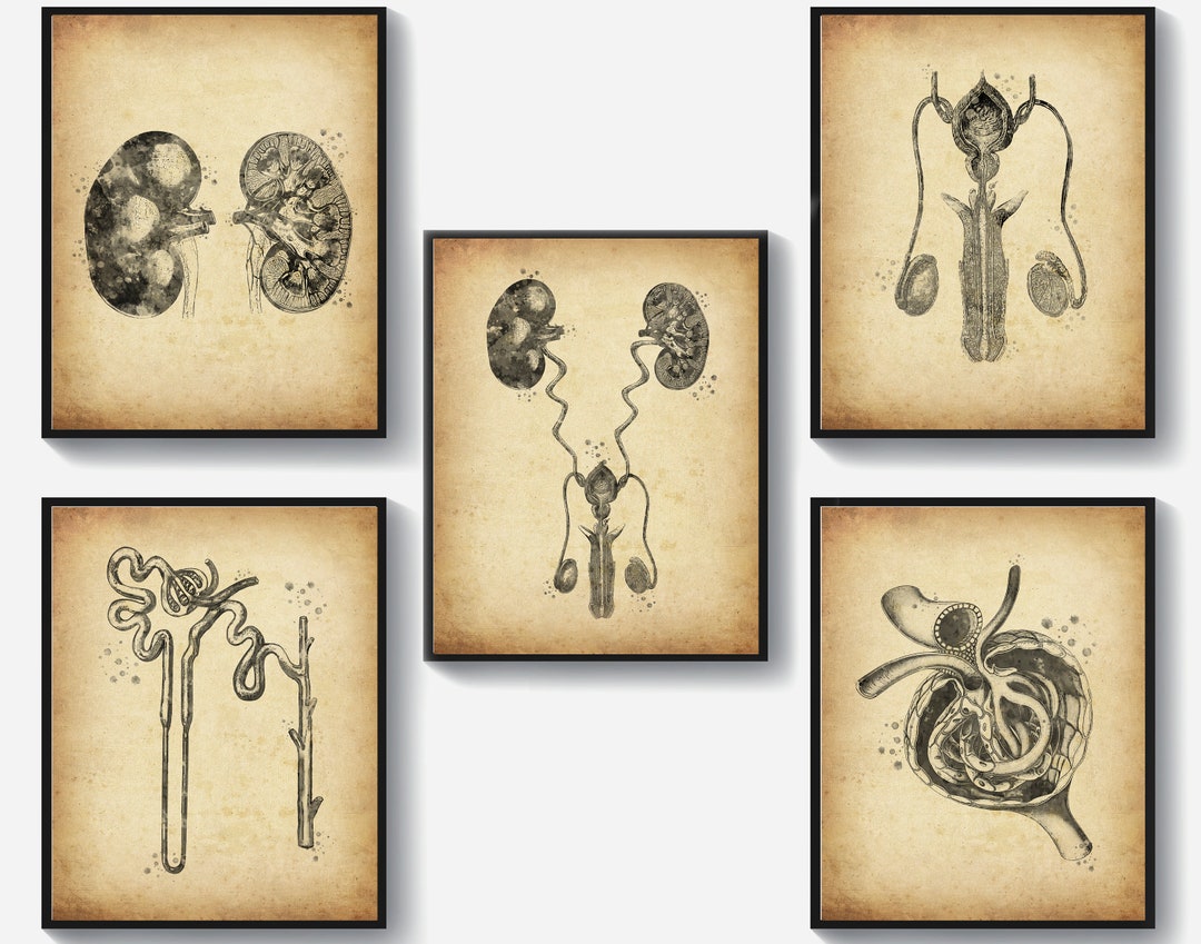 Vintage Urinary System Anatomy Art Set 5 Kidney Function Medical Poster ...