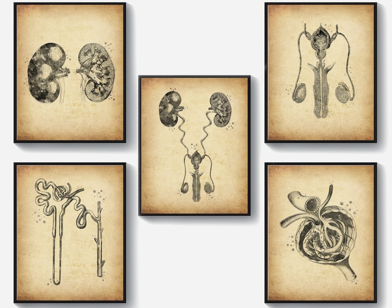 Vintage Urinary System Anatomy Art Set 5 Kidney Function Medical Poster ...