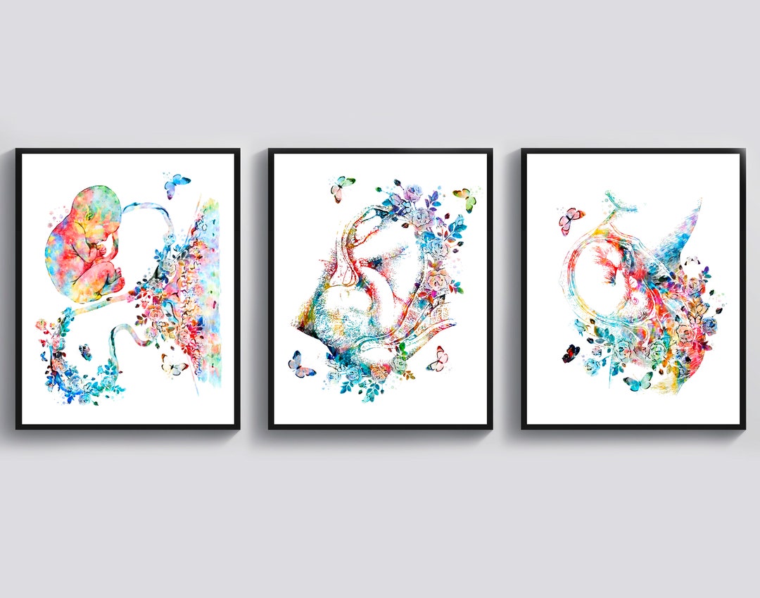 3 Gestation Artwork Pregnancy Art Midwife Gift Fetal Development Poster ...