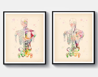 Musculoskeletal System Anatomy Poster Set Labeled Muscles Structure ...