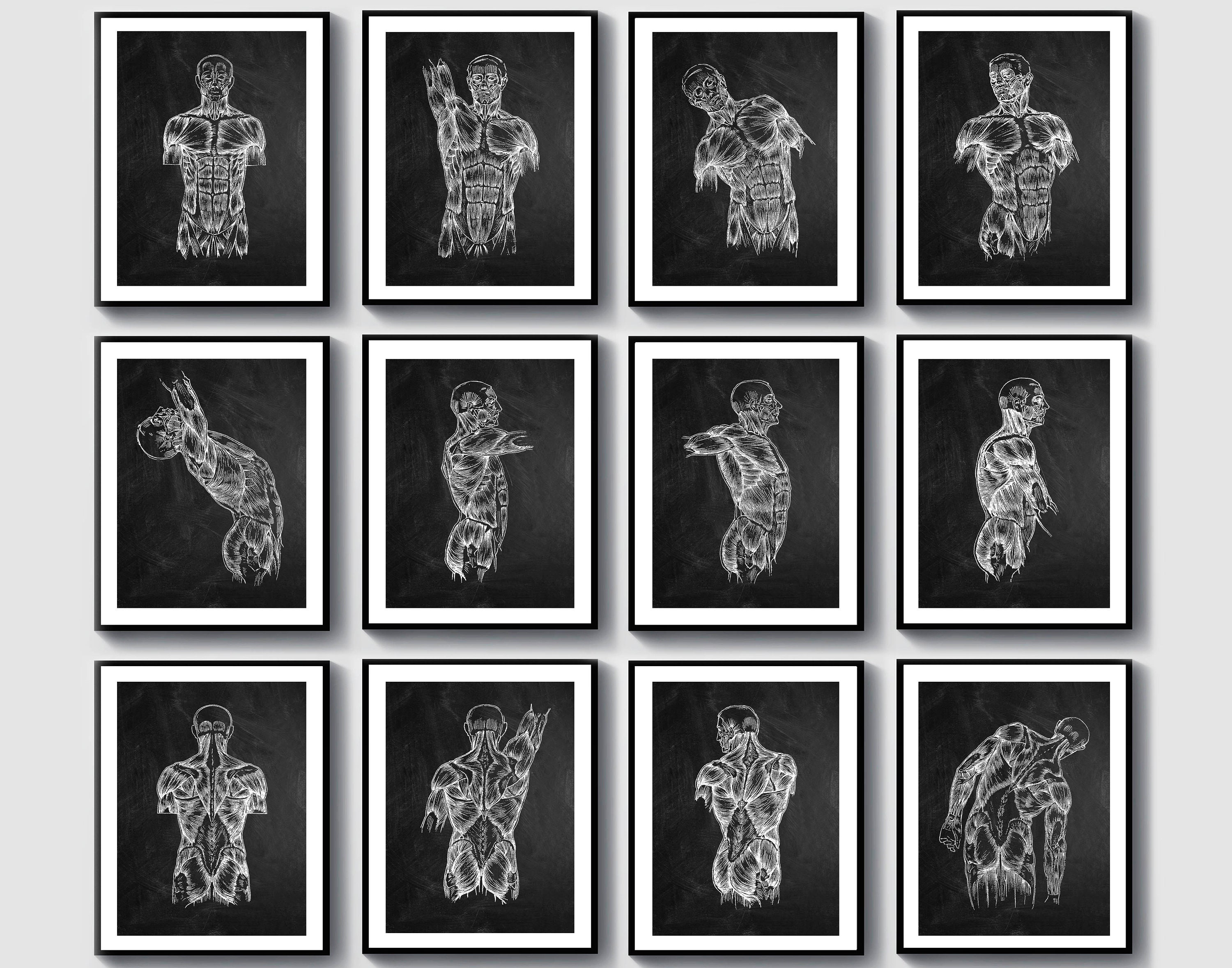12 Torso Muscles Art Anatomy Art Muscular System Poster Physiotherapy ...