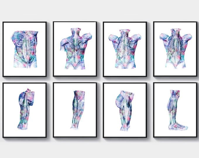 Muscular Anatomy Art, Anatomical Watercolor Painting, Anatomy Art ...