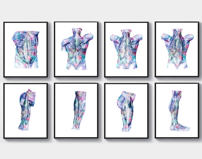 8 Watercolor Anatomy Art Muscular System Poster Surgeon Gift - Etsy Canada