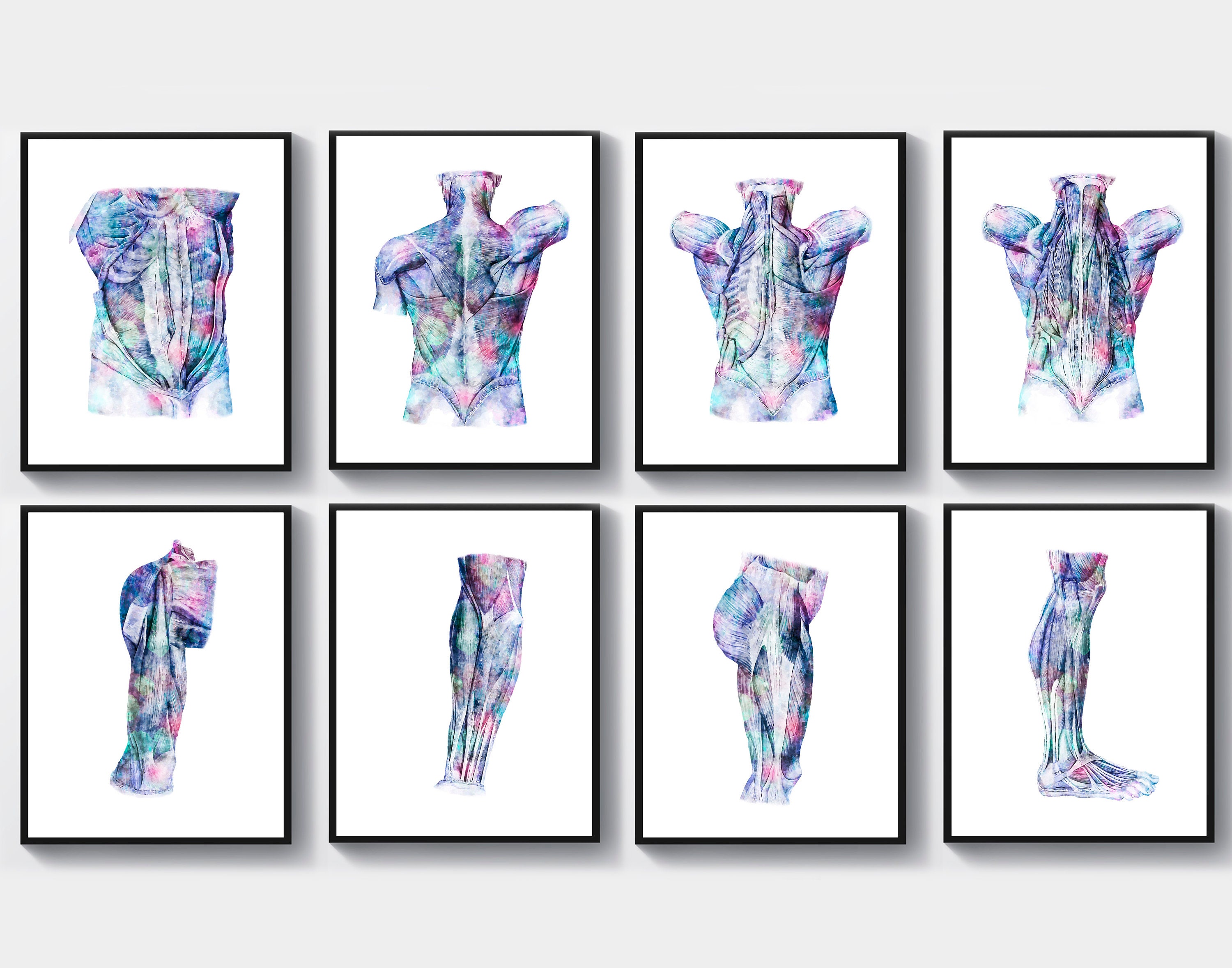 8 Watercolor Anatomy Art Muscular System Poster Surgeon Gift - Etsy Canada