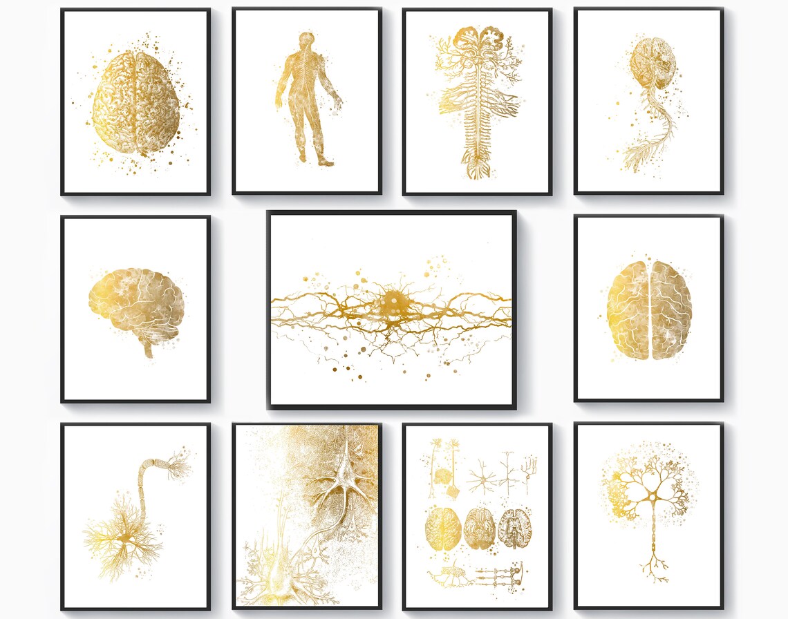 11 Neuroanatomy Art Neurology Poster Gold Brain Anatomy - Etsy