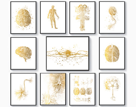 11 Neuroanatomy Art Neurology Poster Gold Brain Anatomy - Etsy