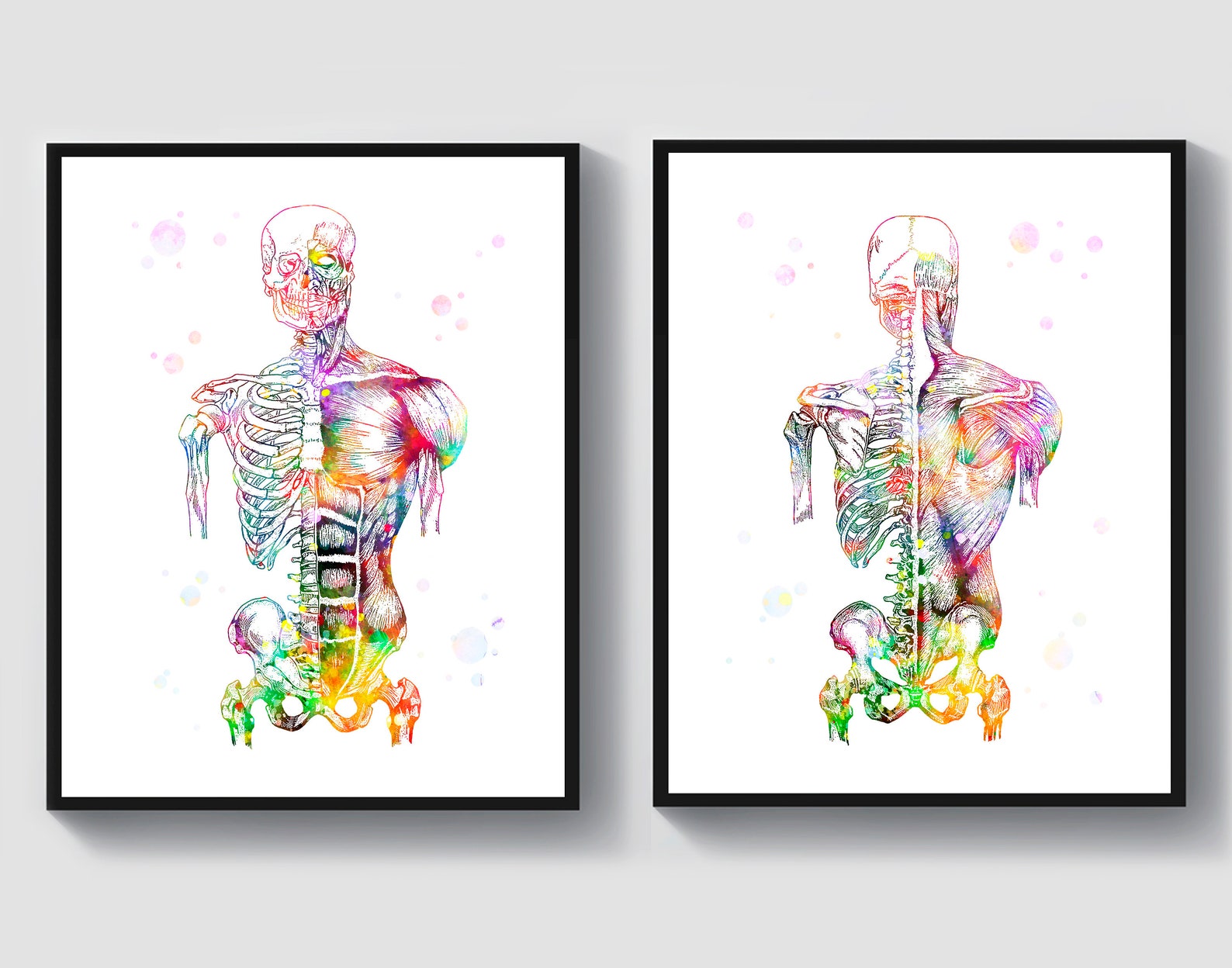 Anatomy Artwork Musculoskeletal System Poster Skeletal Muscles ...