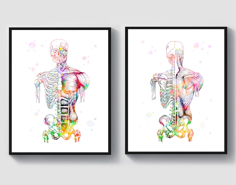 Anatomy Artwork Musculoskeletal System Poster Skeletal Muscles - Etsy