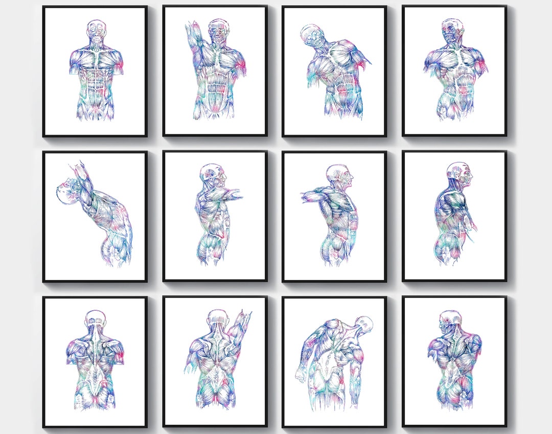 12 Watercolor Anatomy Art Musculoskeletal System Print Medical Artwork ...