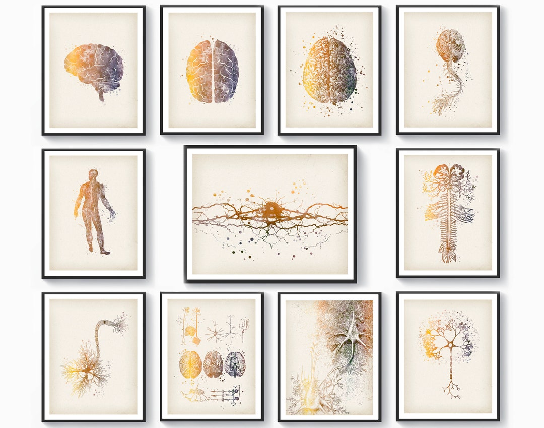 Set 11 Neuroscience Art Neurology Art Brain Anatomy Art Medical Art ...