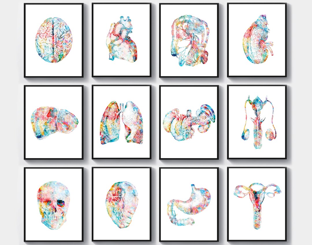 Colorful Watercolor Anatomy Set 12 Medical Art Anatomical Organs ...