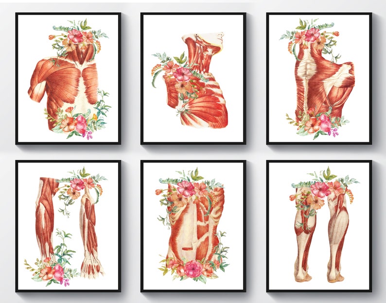 6 Watercolor Muscle Anatomy Muscular System Human Body - Etsy