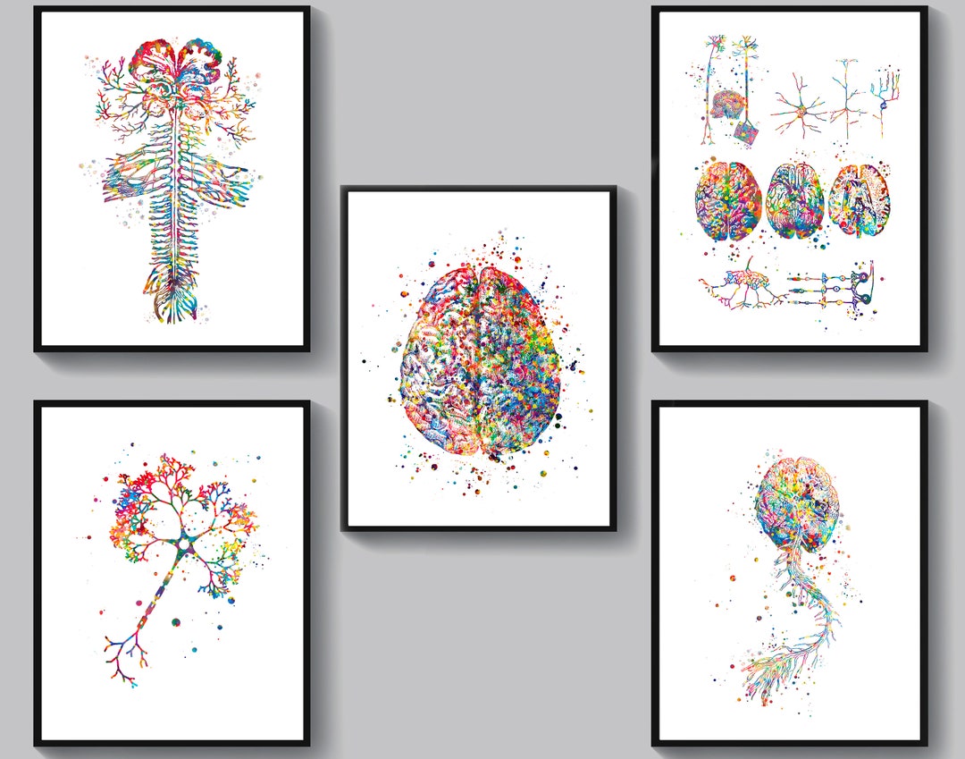 Neurology Art Set 5 Anatomical Brain Neuron Cell Nervous System Poster ...