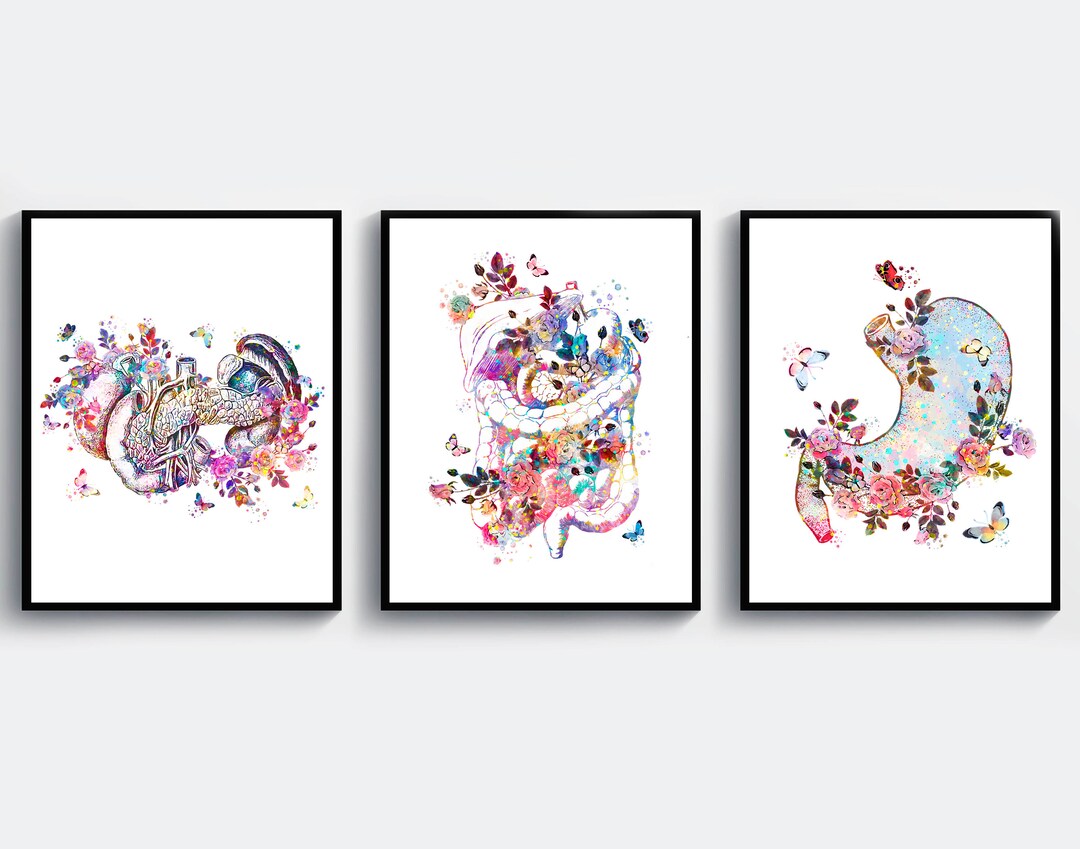 3 Digestive System Anatomy Art Gastrointestinal Tract Poster Medical ...
