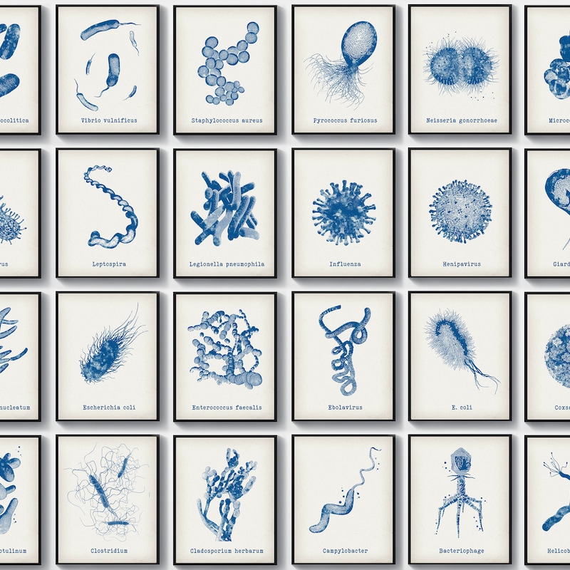 Microbiology Poster - Etsy