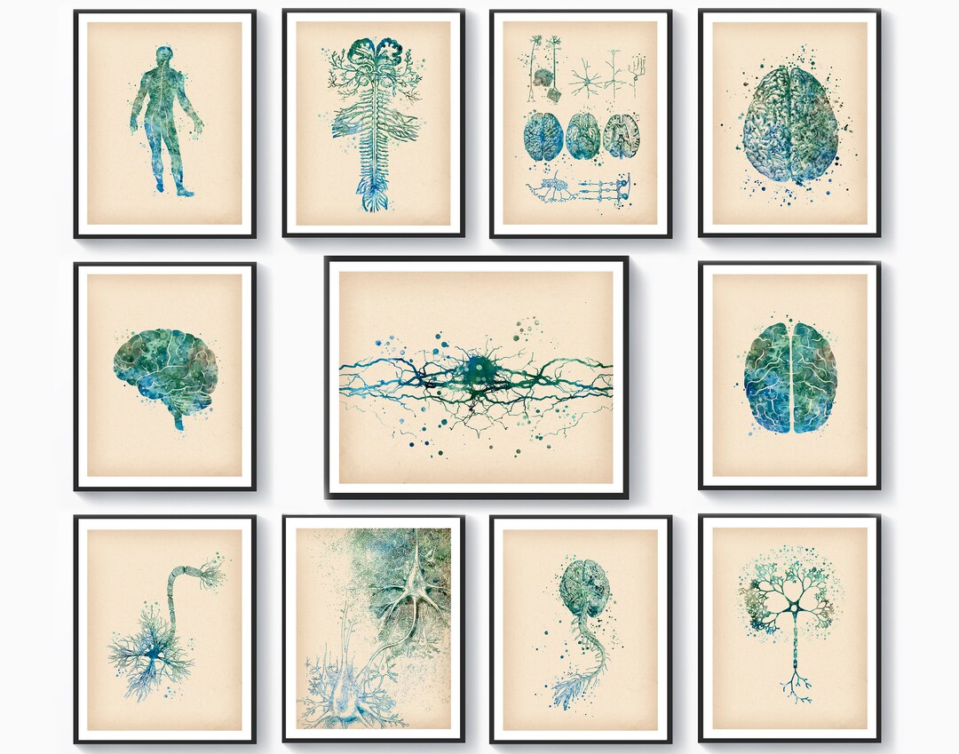 11 Neuroscience Artwork, Neurology Art, Brain Anatomy Artwork, Human ...