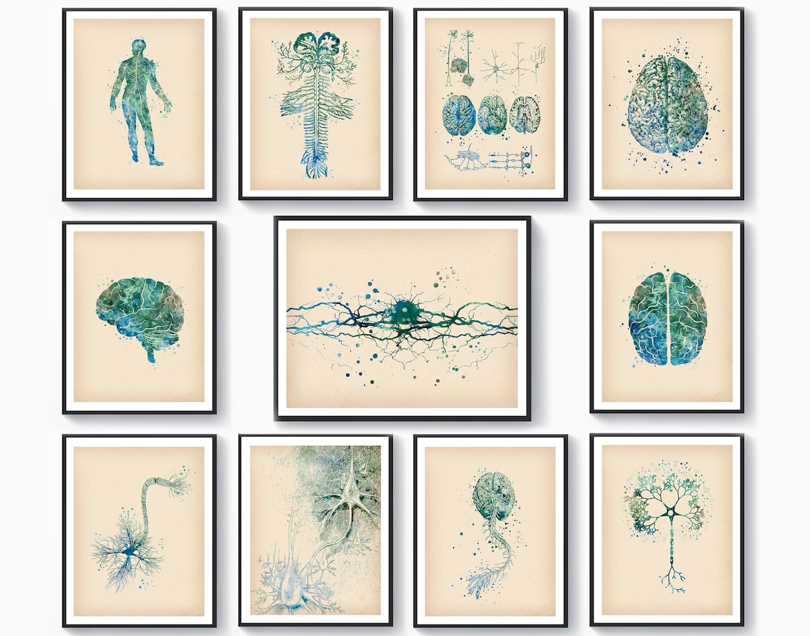 11 Neuroscience Artwork Neurology Art Brain Anatomy Artwork - Etsy