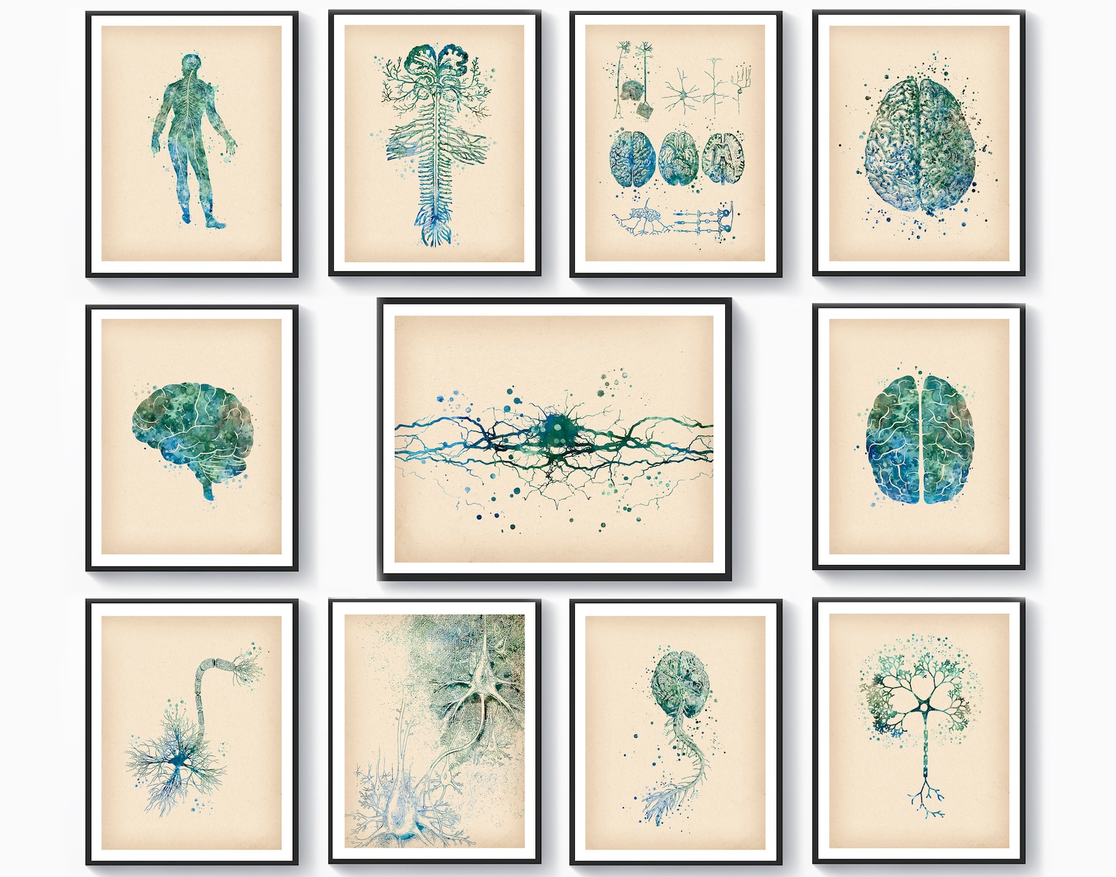11 Neuroscience Artwork Neurology Art Brain Anatomy Artwork - Etsy