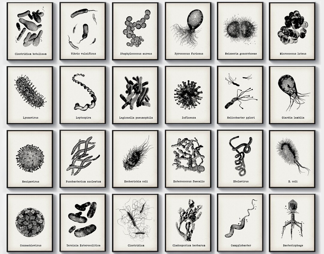 Set 24 Vintage Bacteria Types Posters Medical Art Microbiology Poster ...