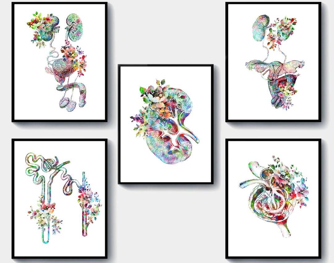 Set 5 Floral Urinary System Anatomy Art Kidney Function Watercolor ...
