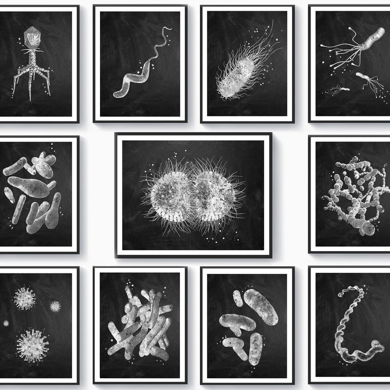 Microbiology Poster - Etsy