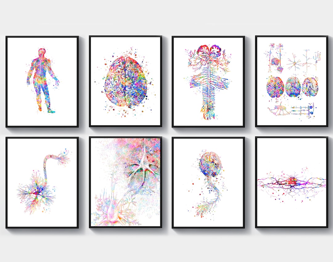 Neurology Art Set 8 Watercolor Brain Anatomy Poster Neuroscience Art ...
