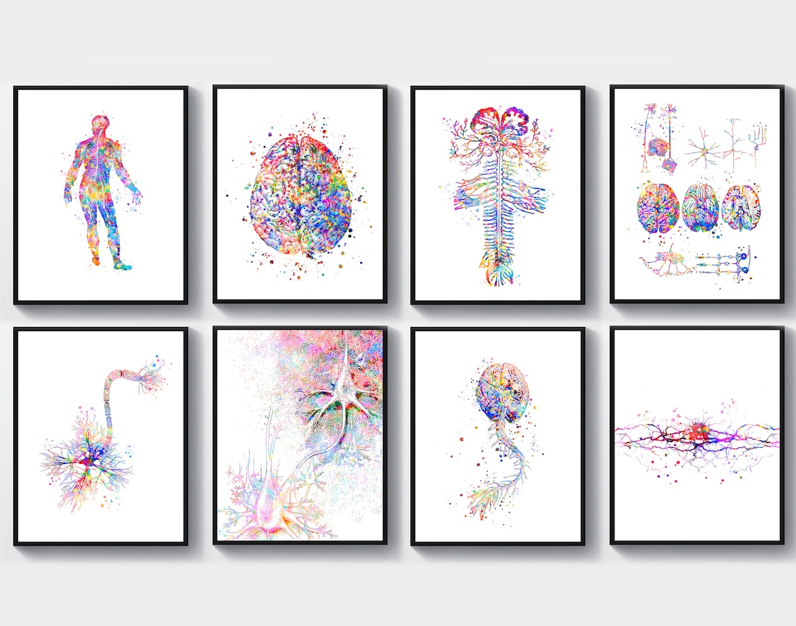 Neurology Art Set 8 Watercolor Brain Anatomy Poster | Etsy