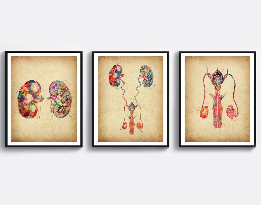 Vintage Male Urinary System Anatomy Art Kidney Function Medical Poster ...