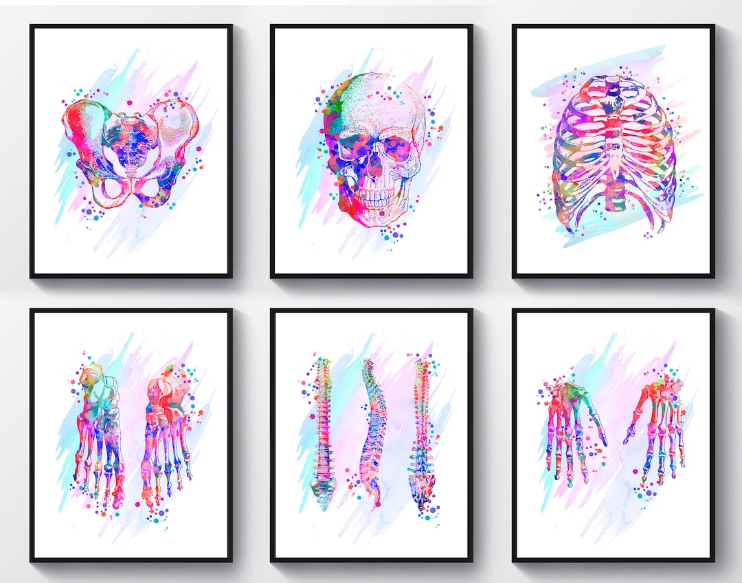 6 Skeleton Anatomy Art Watercolor Physiology Art Osteology Art Medical ...