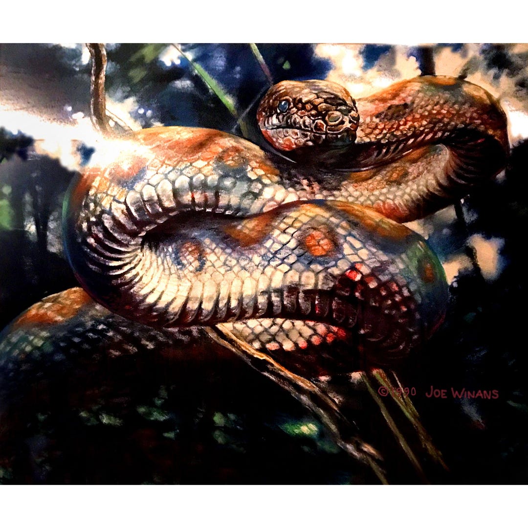 Rainbow Boa PRINT of Pastel Drawing by Joe Winans C.1990 - Etsy