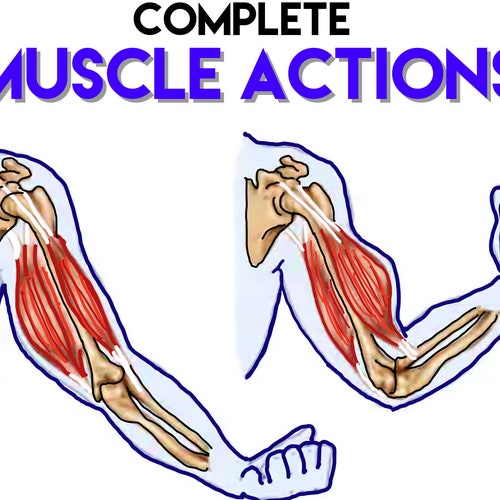 Muscle Actions Study Guide | Etsy