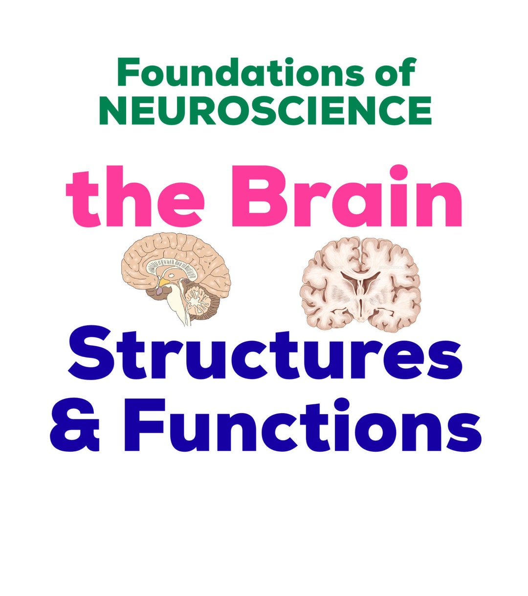 The Brain: Structures & Functions Study Guide - Etsy