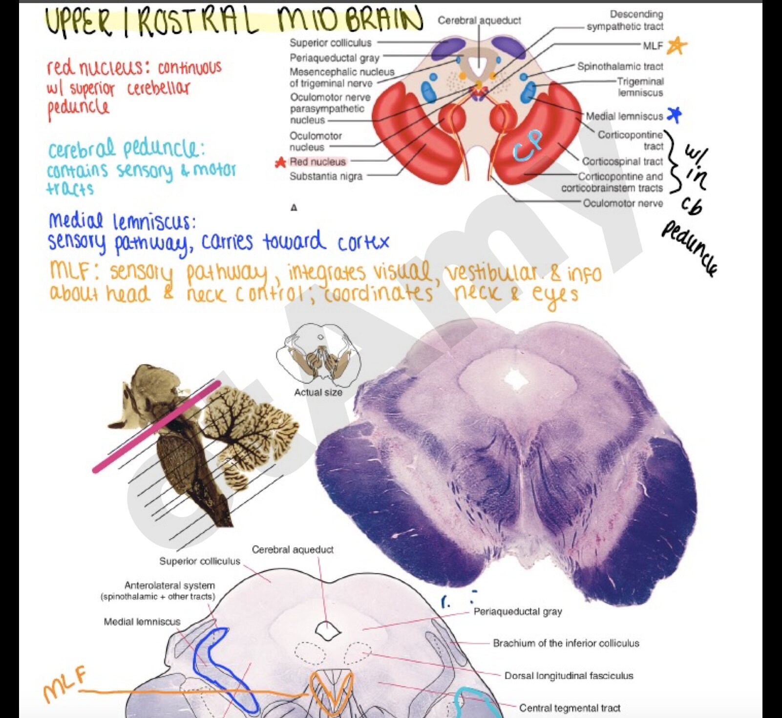 Neuroscience - Brain Structures and Functions: A Comprehensive Intro ...