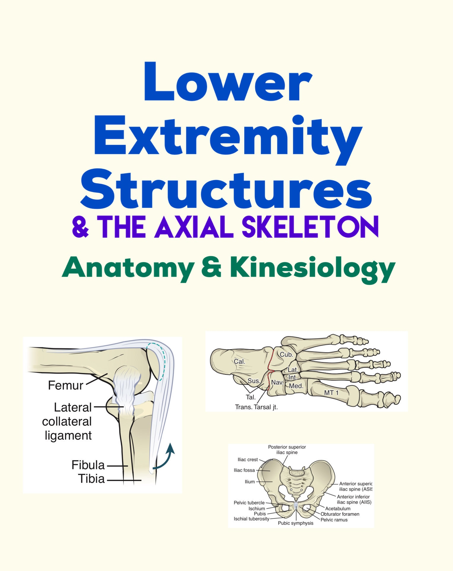 Lower Extremities Structures - Anatomy & Kinesiology Study Guide - Etsy