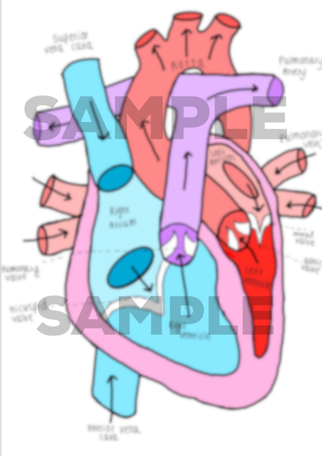 Circulation of Heart Template & Labeled Diagram - Etsy