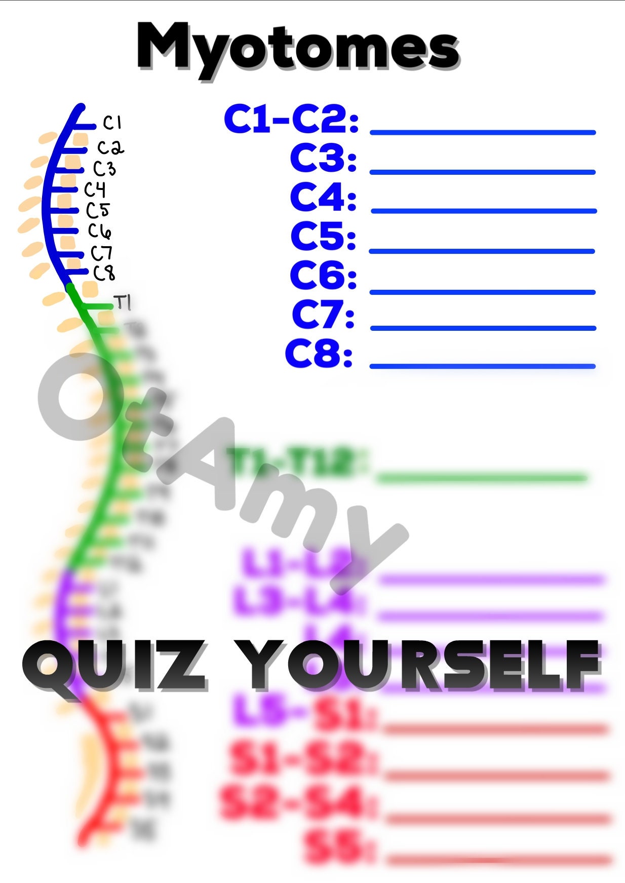 Nerves & Muscles Chart - Myotomes - Etsy