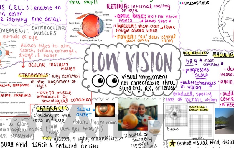 Anatomy of Vision & Low Vision One-page Outline / Concept Map - Etsy