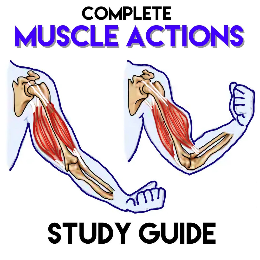 Muscle Actions Study Guide - Etsy
