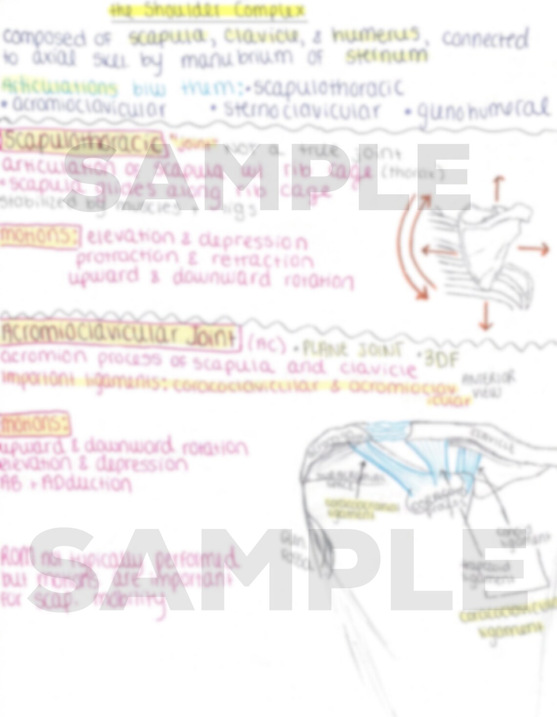 Upper Extremities Structures - Anatomy & Kinesiology Study Guide - Etsy