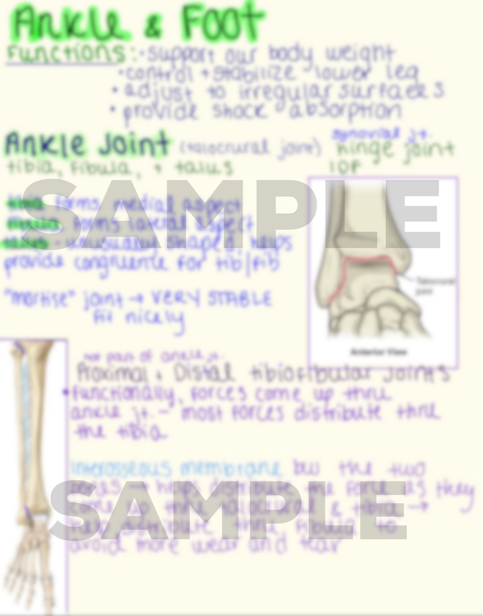 Lower Extremities Structures - Anatomy & Kinesiology Study Guide - Etsy