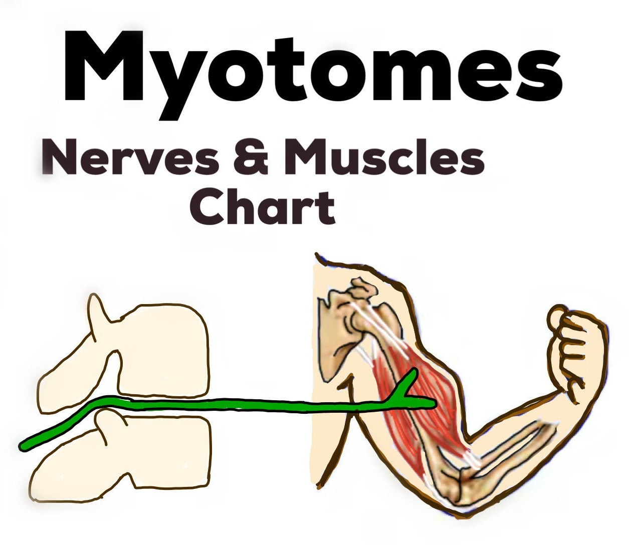 Myotomes Upper Limb
