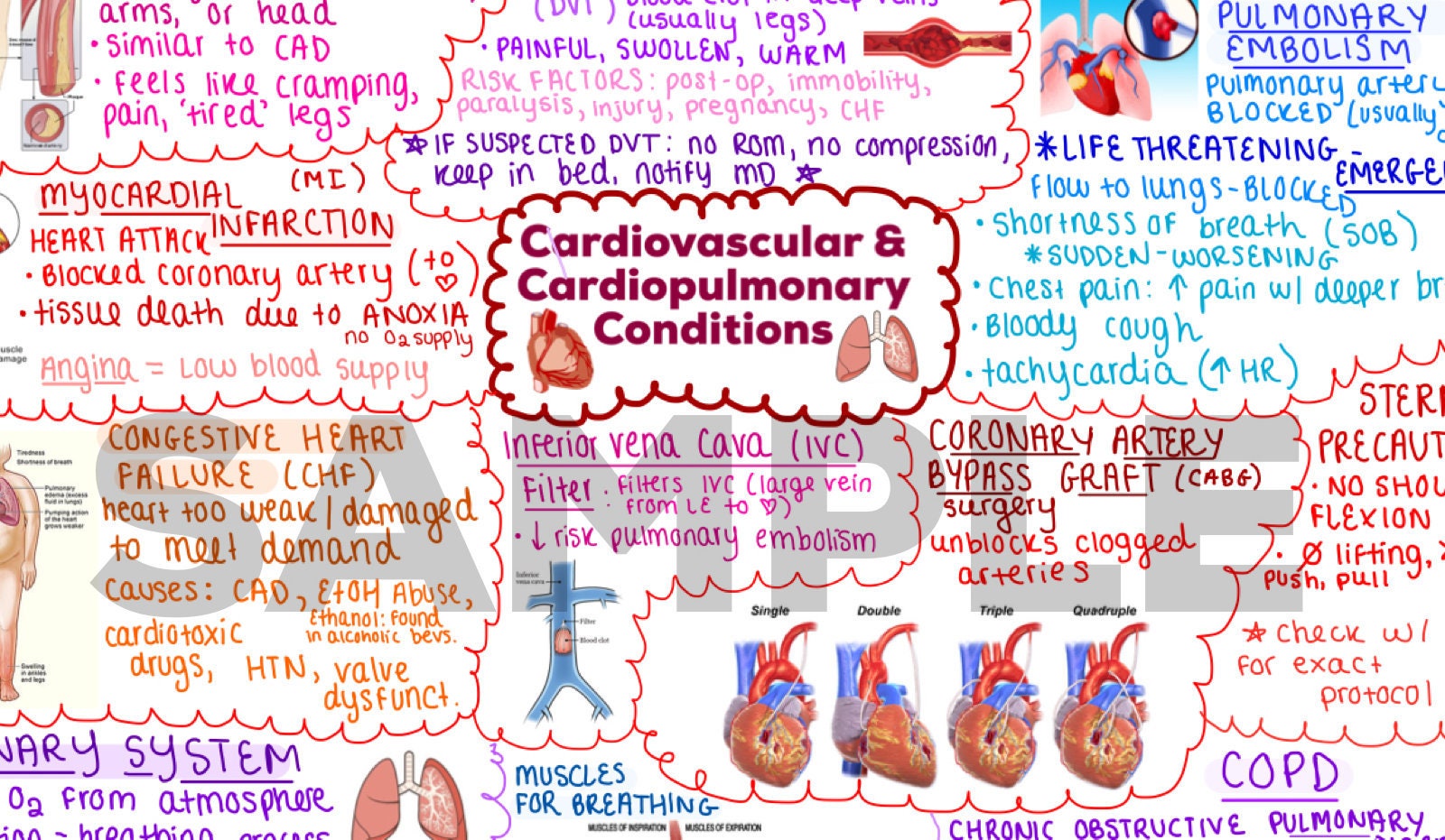 Cardiovascular & Cardiopulmonary Conditions One-page Outline / Concept ...