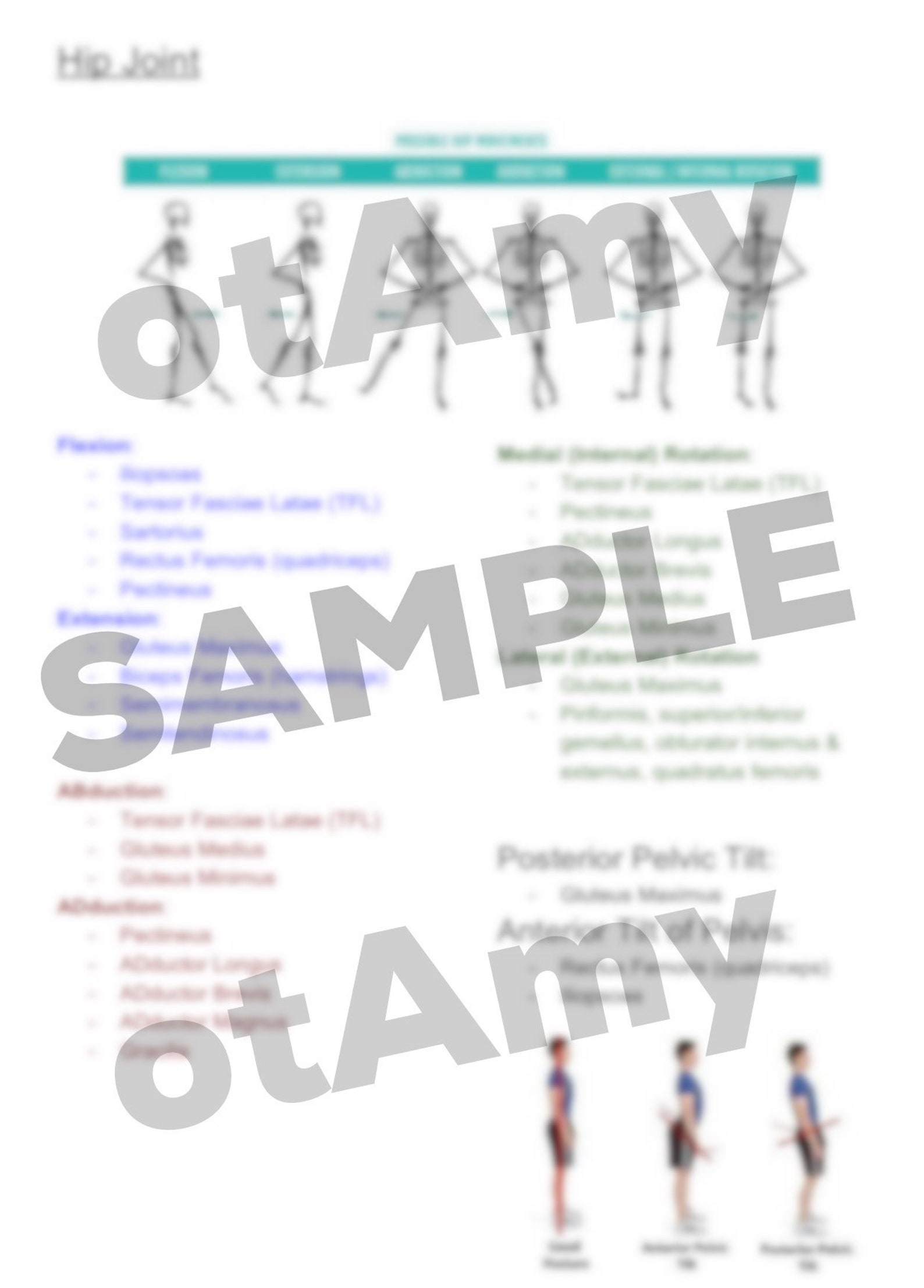 Muscle Actions Study Guide | Etsy