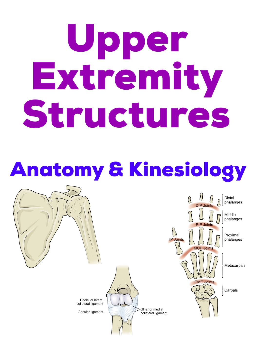 Upper Extremities Structures - Anatomy & Kinesiology Study Guide - Etsy