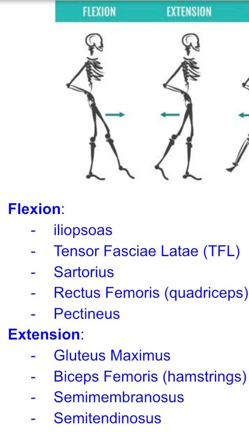 Muscle Actions Study Guide | Etsy