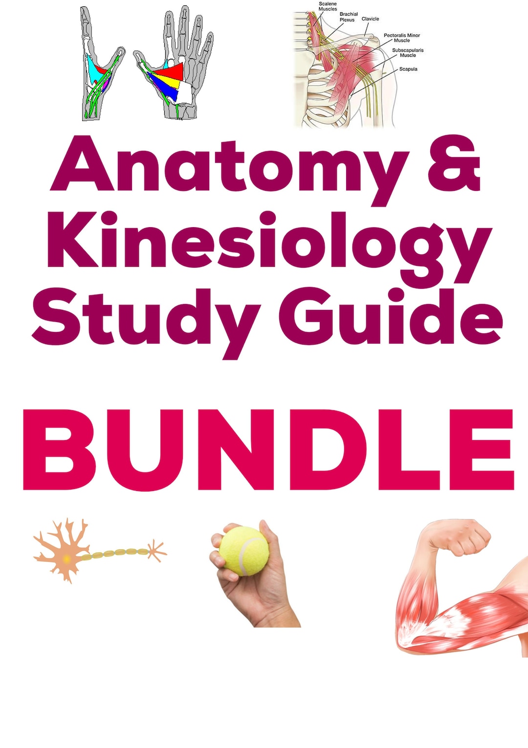 BUNDLE: Anatomy & Kinesiology - 8 Study Guides - Etsy