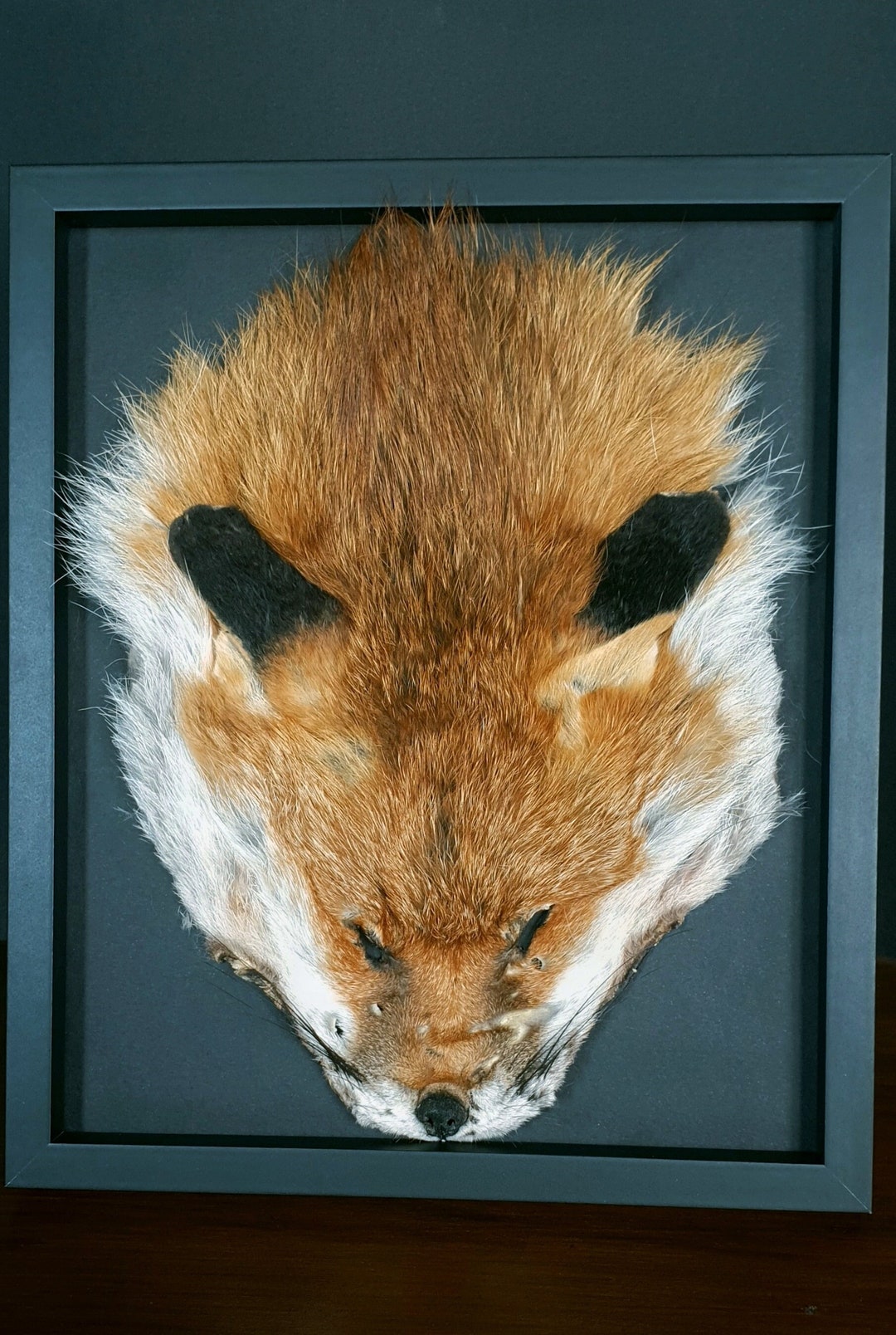 Genuine Preserved Fox in Black Frame - Etsy